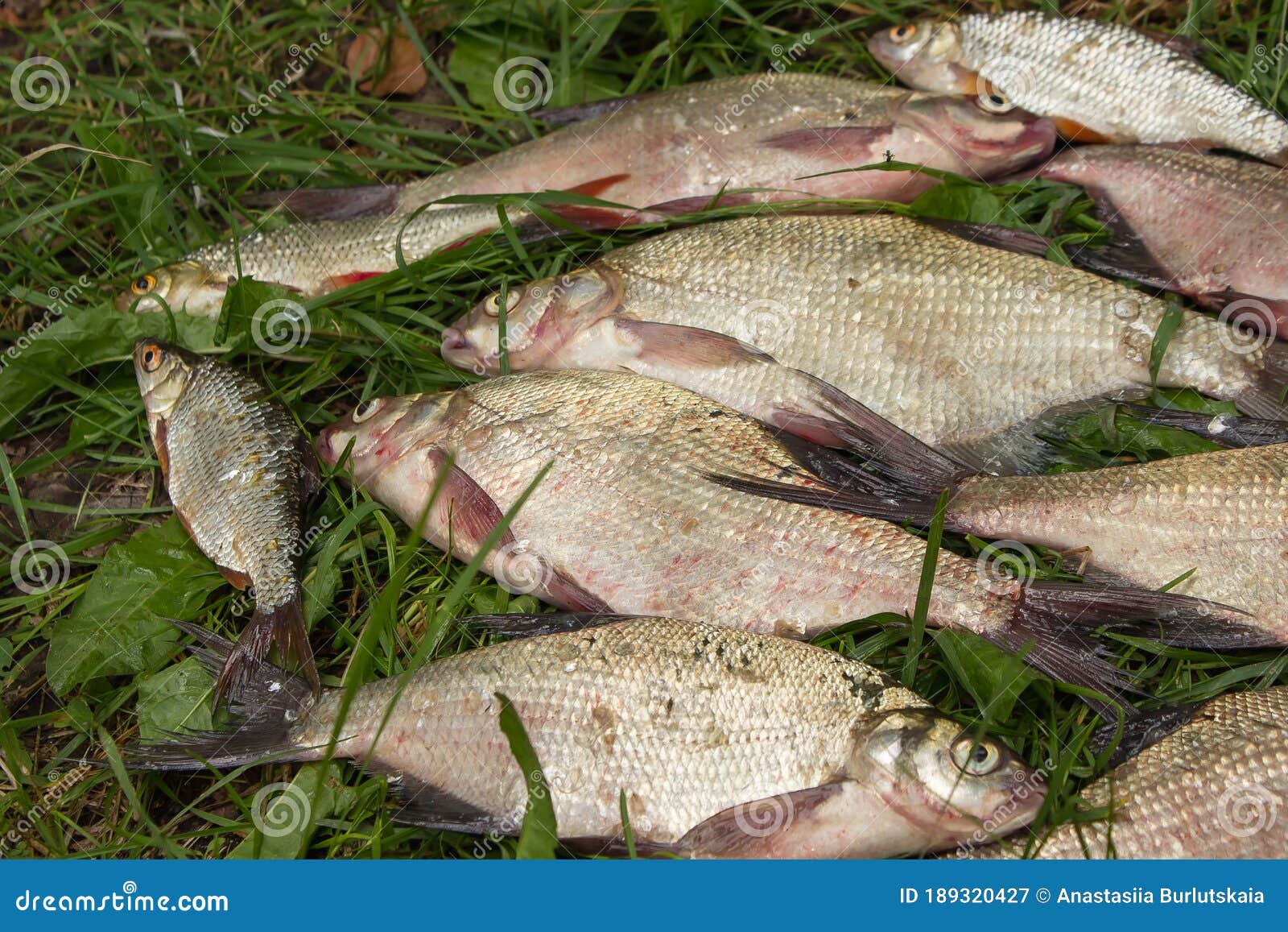 Catch of River Fish from the Splinter: Bream, Crucian Carp, Rudd, Roach ...