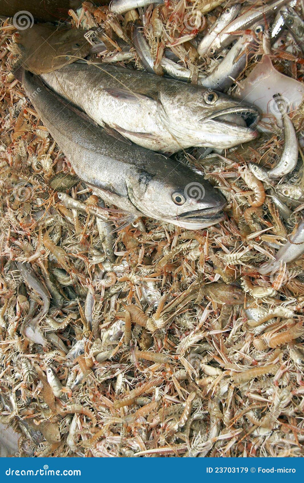 Catch at sea stock image. Image of shell, classical, shellfish - 23703179