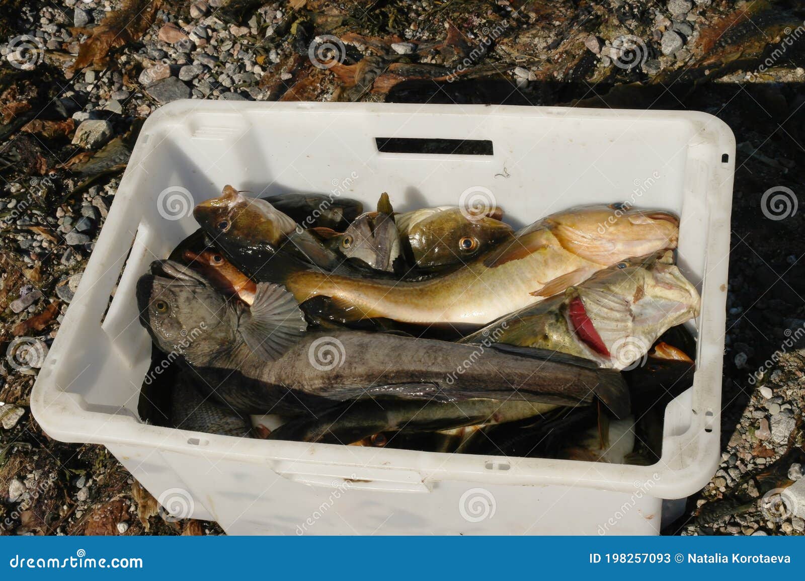The catch of sea fish stock image. Image of fish, cook - 198257093