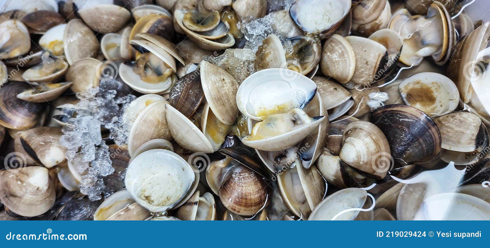 The Catch of Shellfish is Sold in the Market Stock Photo - Image of ...