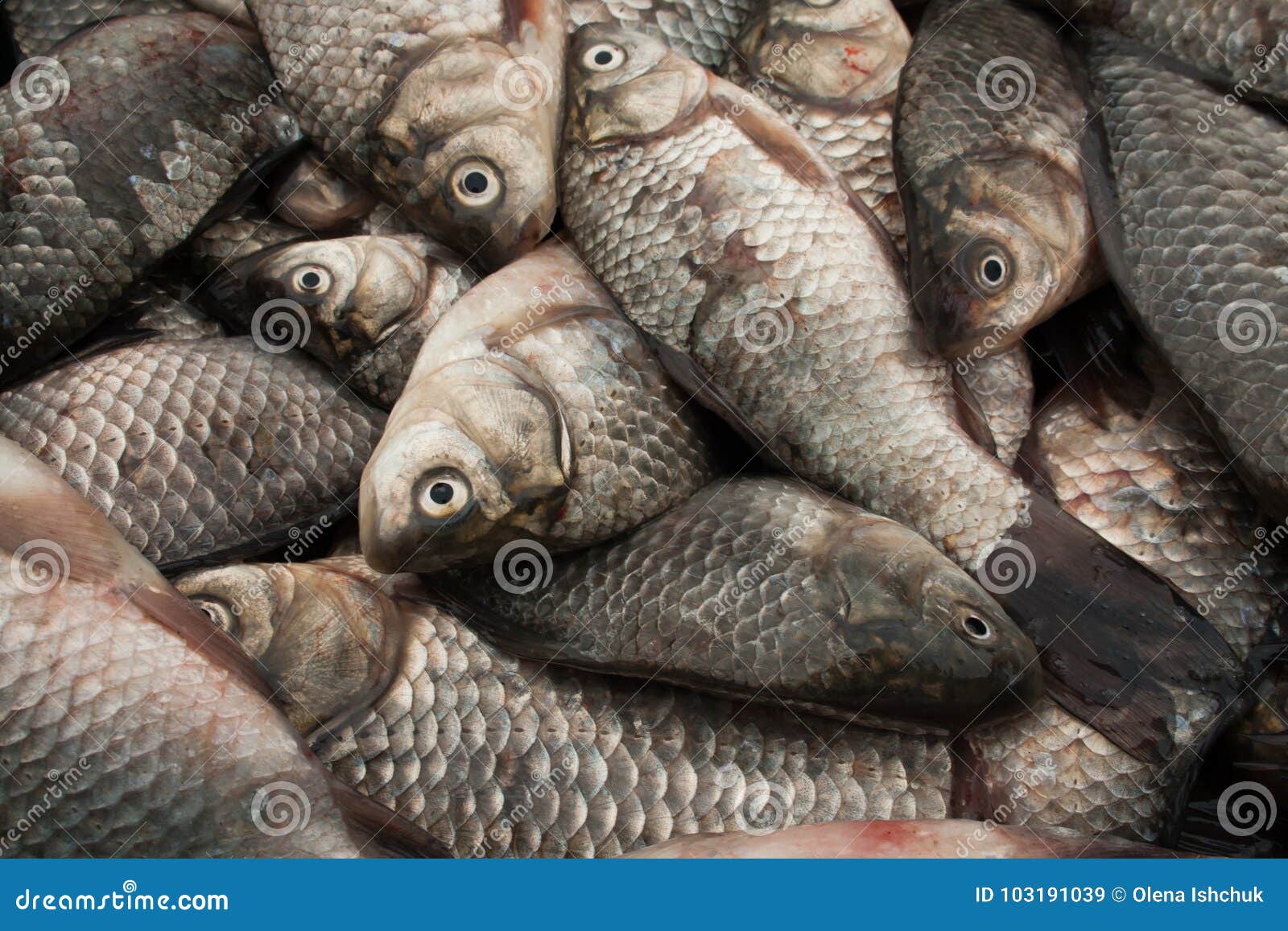 The catch of small fish stock image. Image of industry - 103191039
