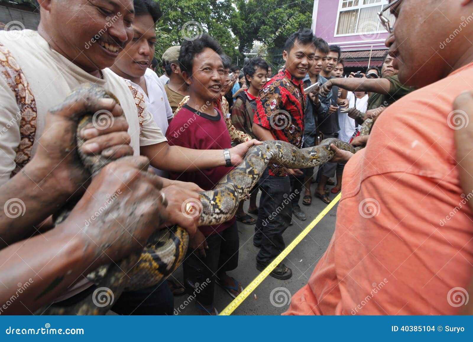 Catch snakes editorial stock image. Image of phyton, central - 40385104
