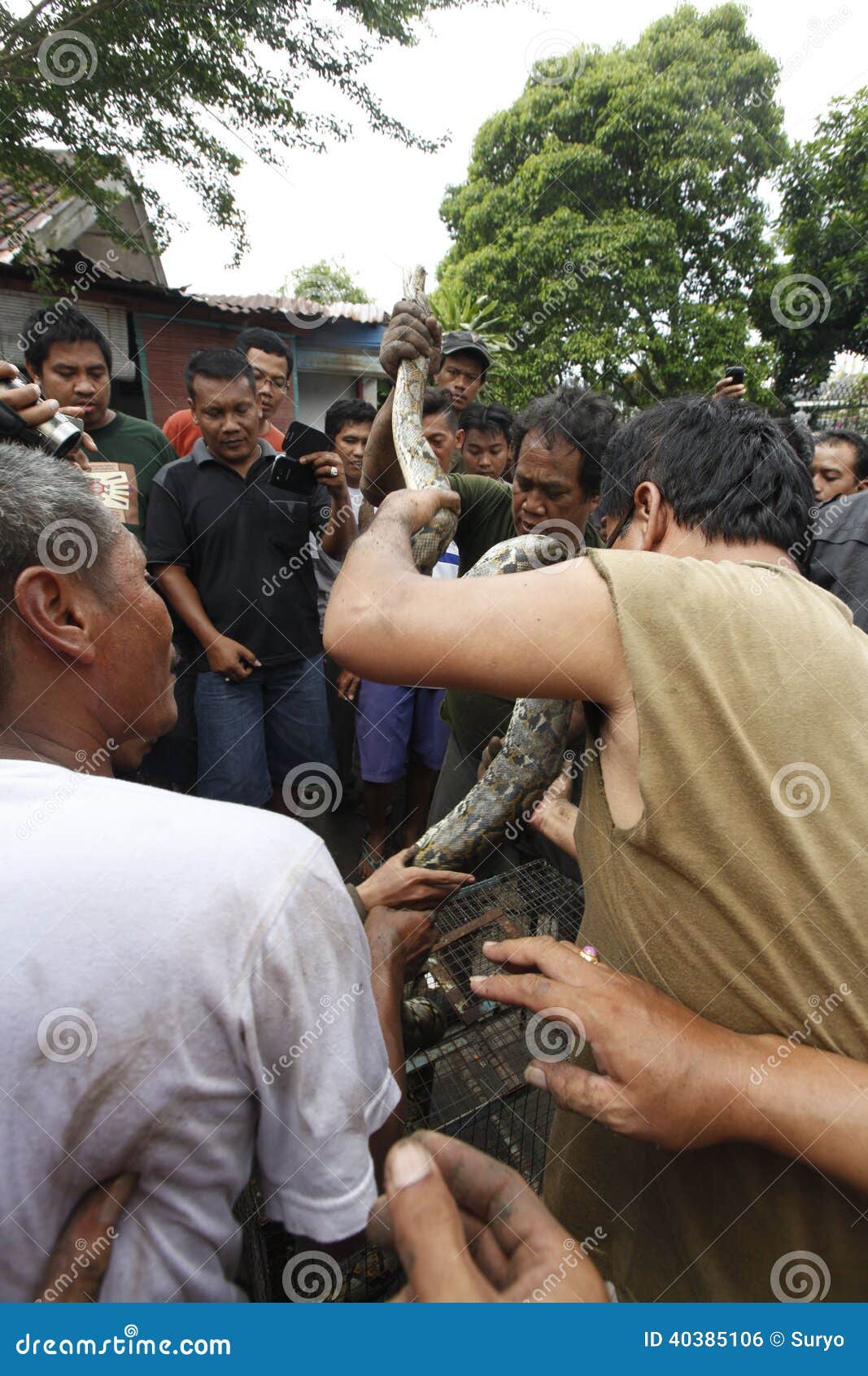 Catch snakes editorial photo. Image of phyton, central - 40385106