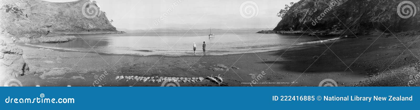 Catch Of Snapper, Bay Of Islands, 1923-1928 Picture. Image: 222416885