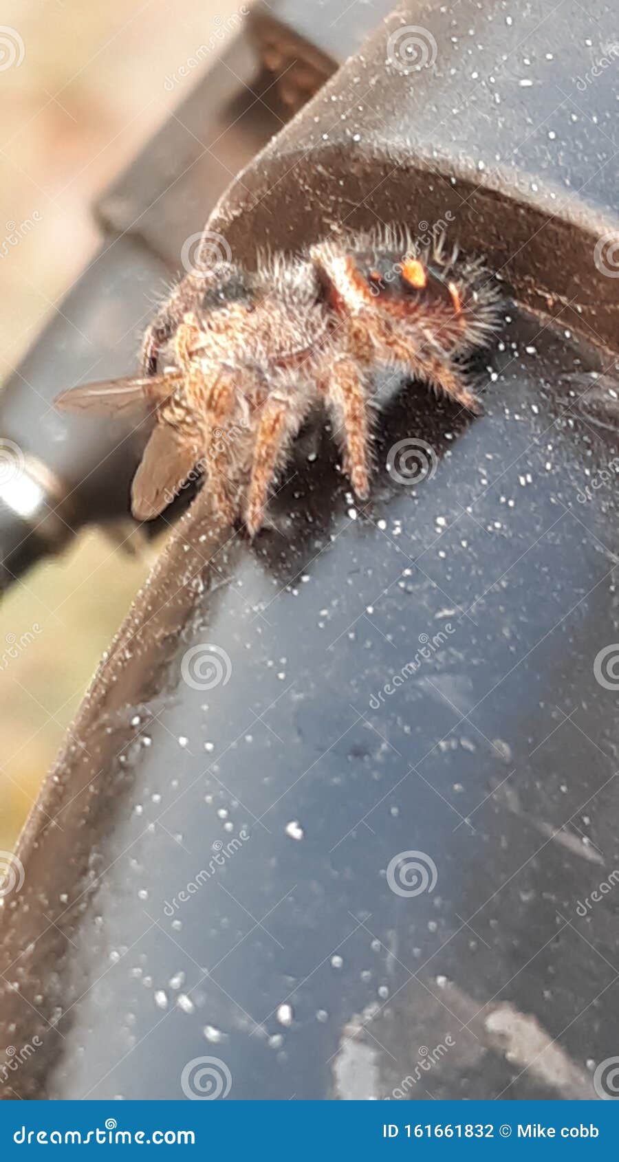 Catch a Spider Eating a Fly for Dinner Stock Photo - Image of spider ...