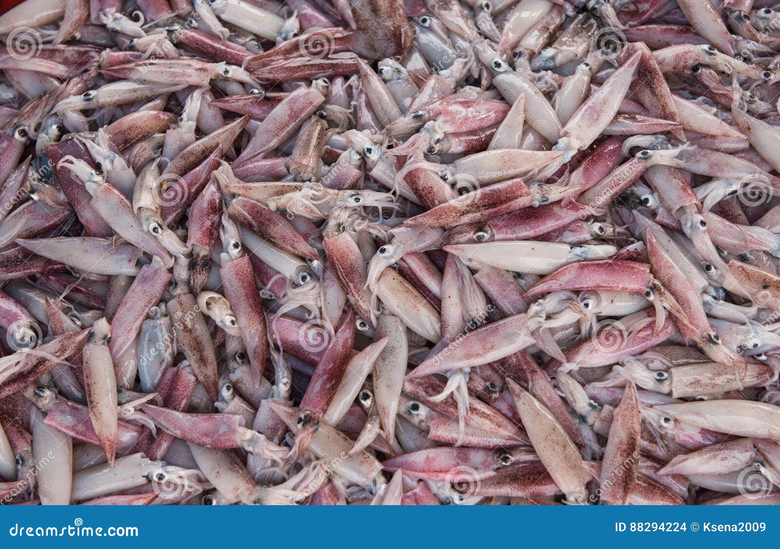 Catch Squid from the Indian Ocean Stock Photo - Image of grocery, japan ...