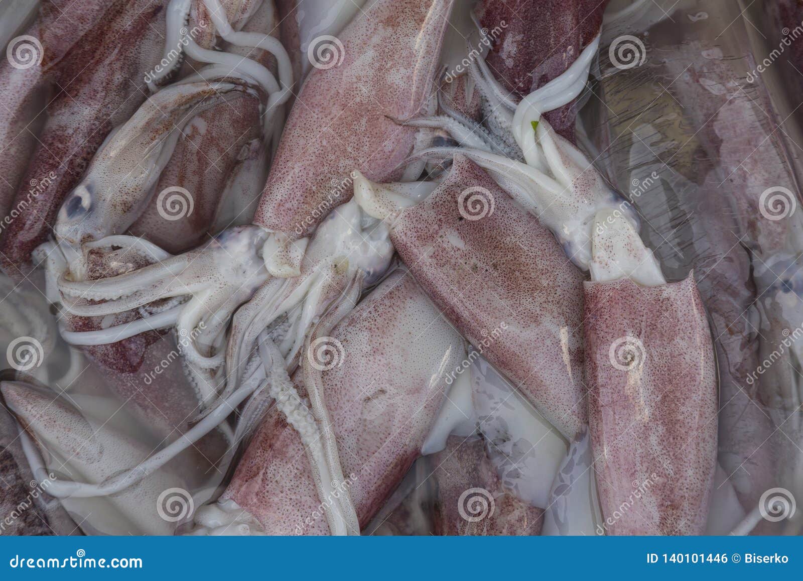 Squid on the market stock photo. Image of limb, appendages - 140101446