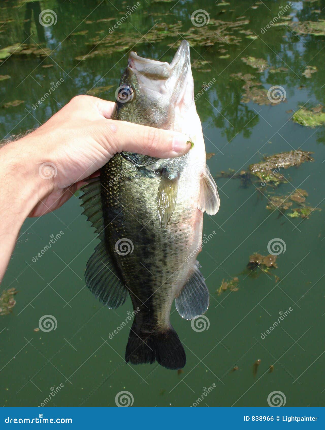 Catch two stock photo. Image of water, fish, marine, swim - 838966