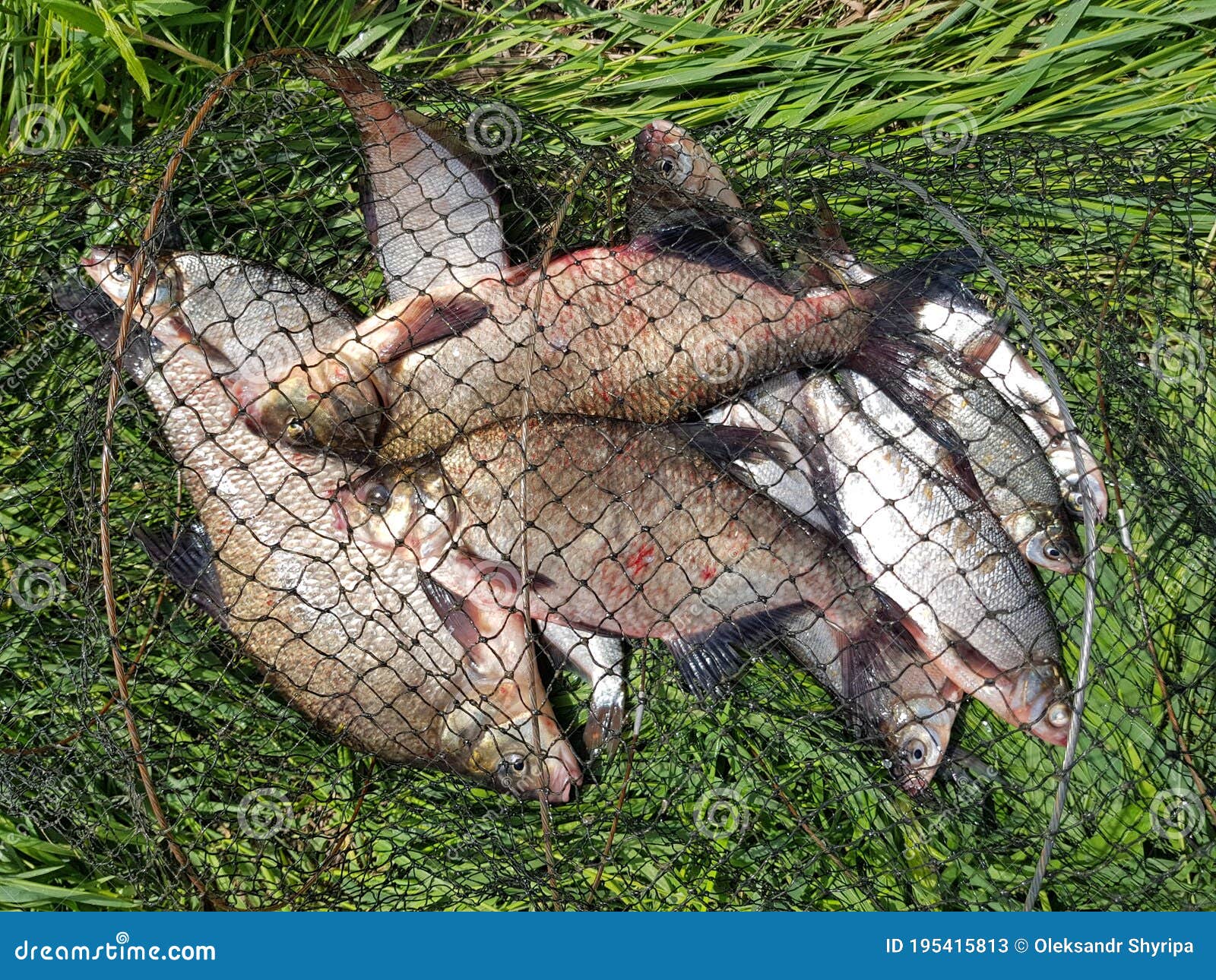 Catch of Various Fish in the Cage Stock Image - Image of market, fish ...