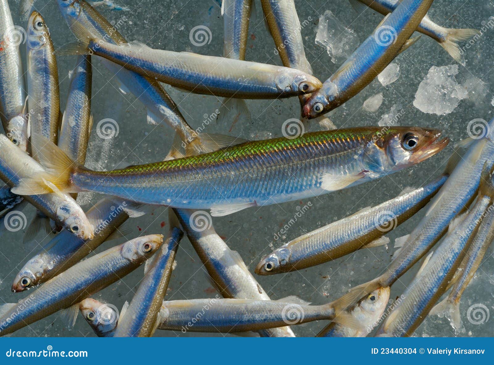 Catch on winter fishing 5 stock photo. Image of scale - 23440304