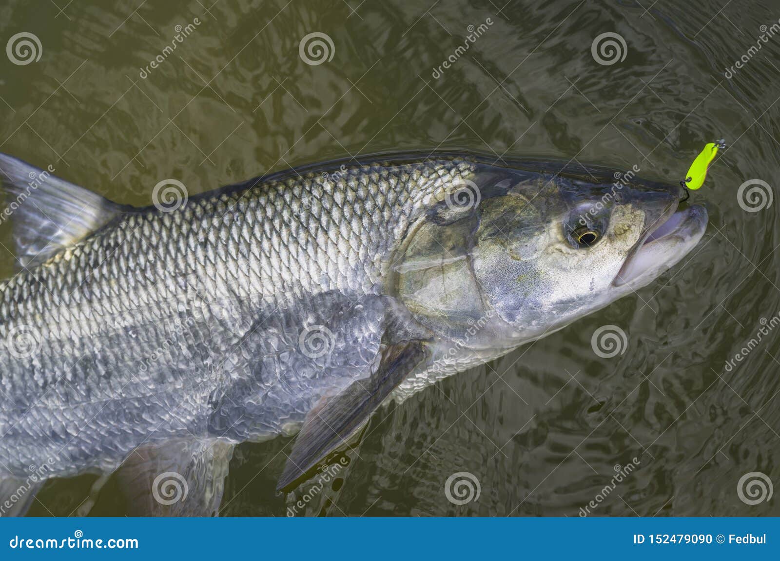 Catched Asp Fish in Water. Fishing Background Stock Photo - Image of ...