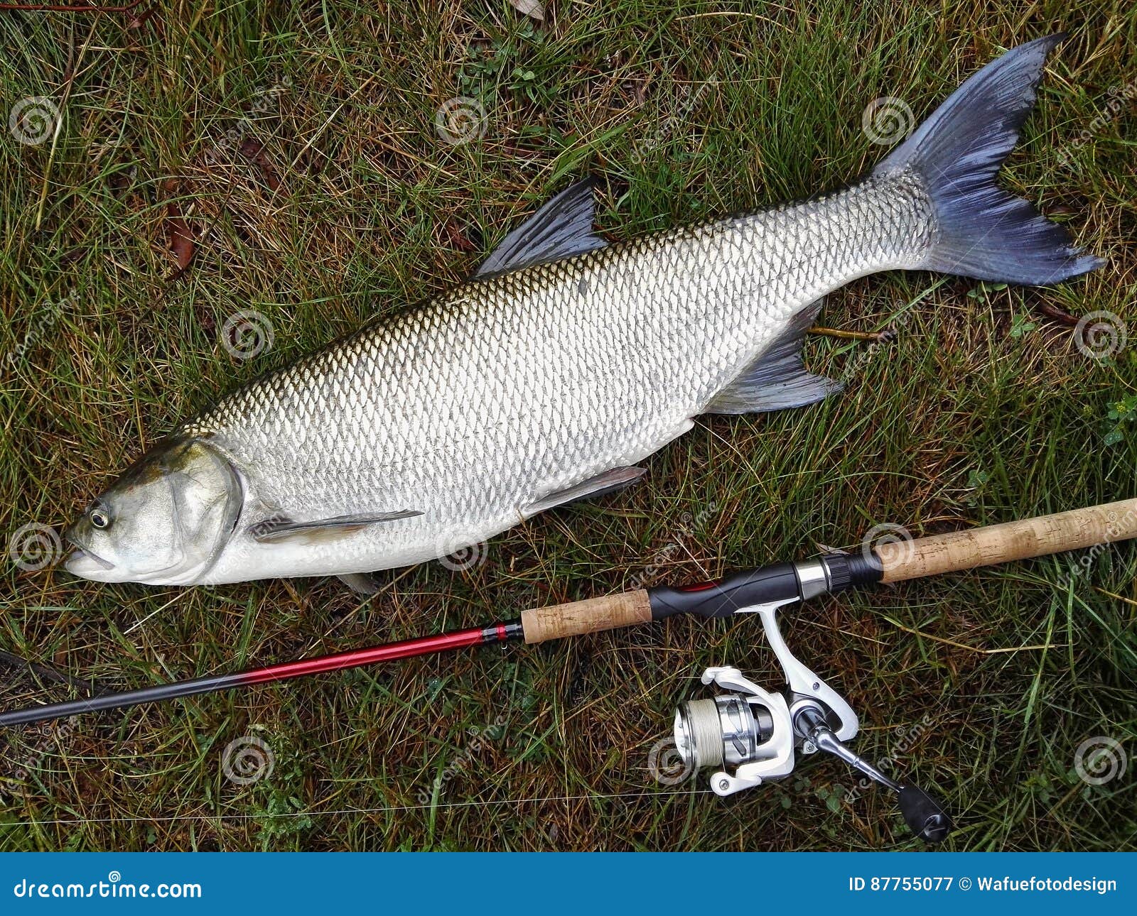 Catched Asp stock image. Image of catch, angling, fish - 87755077