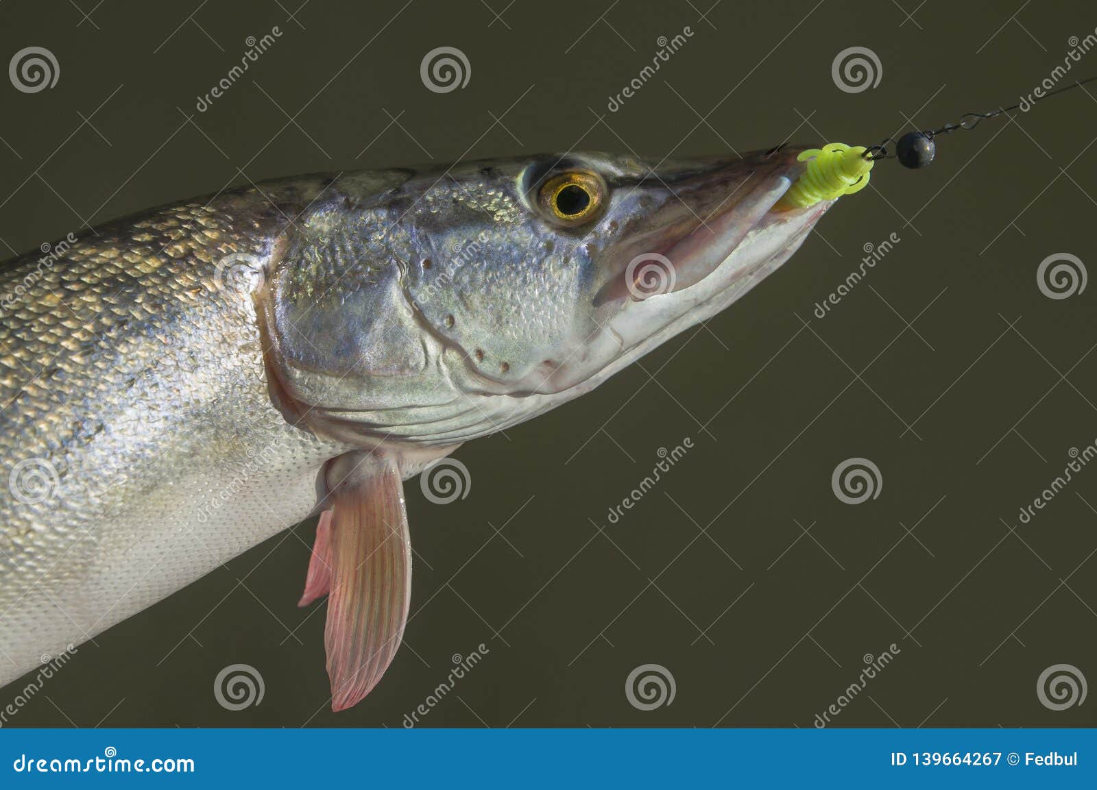 Catched Pike Fish in Water. Fishing Background Stock Image - Image of ...