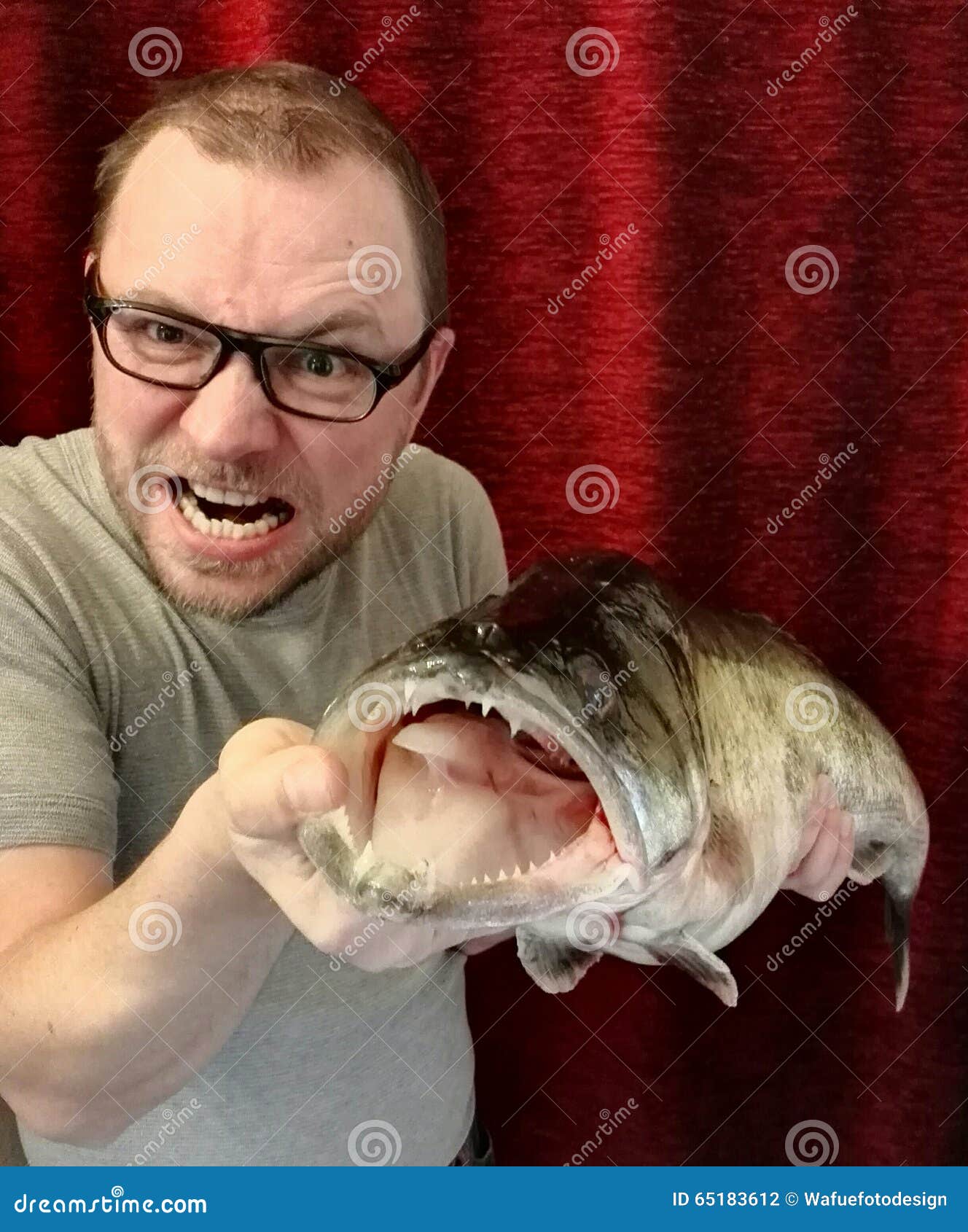 Catched Pike-Perch stock photo. Image of predator, teeth - 65183612