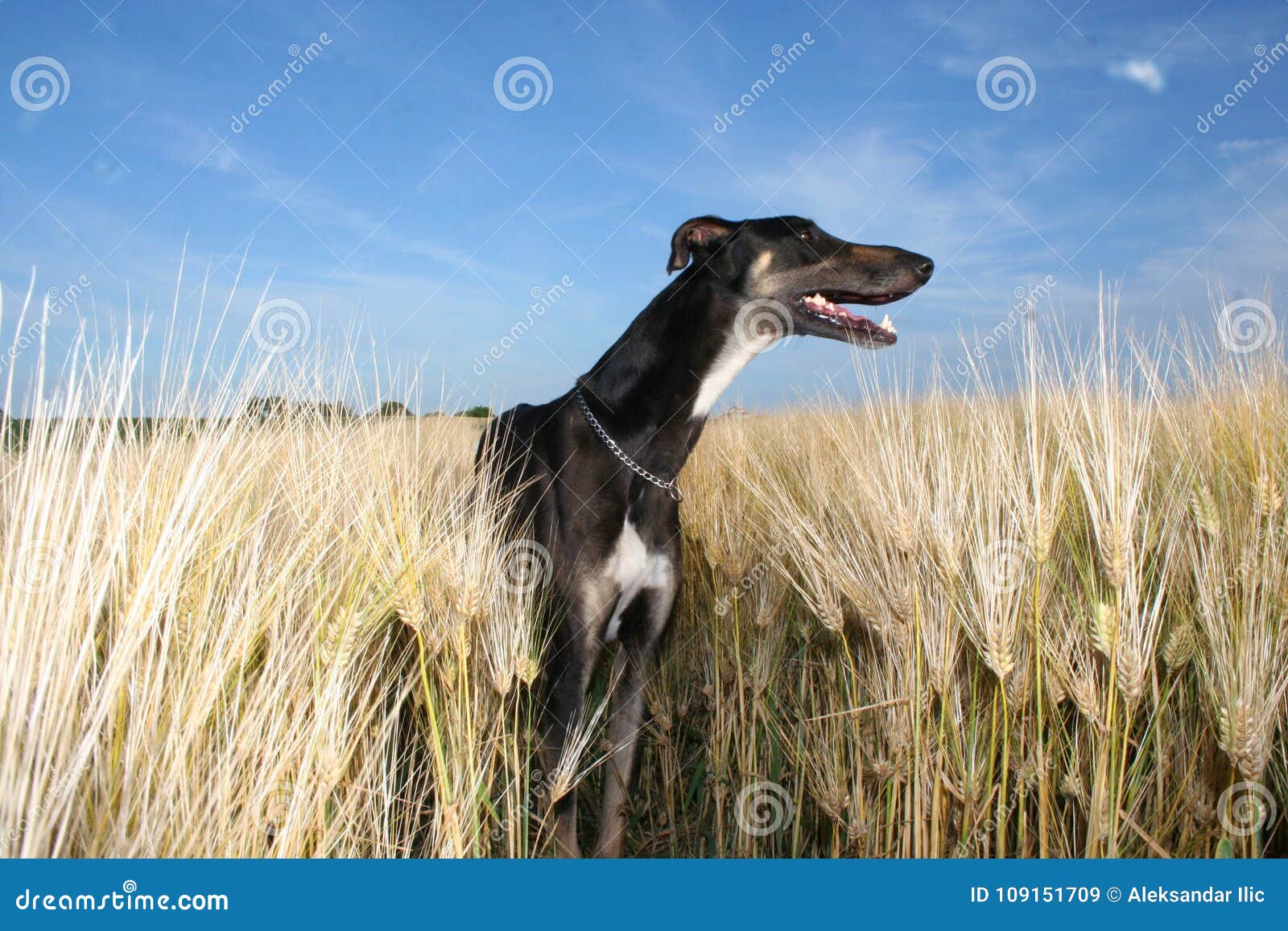 The catcher in the Rye stock image. Image of pose, hunt - 109151709
