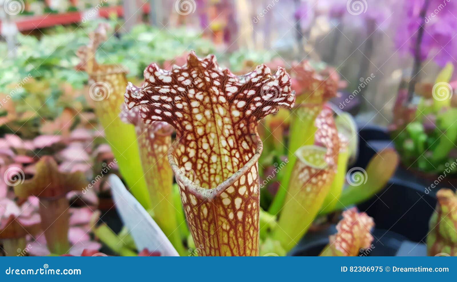 Trap Flower (plant Anatomy) Nepenthes Pitfall Trap Stock Photo ...