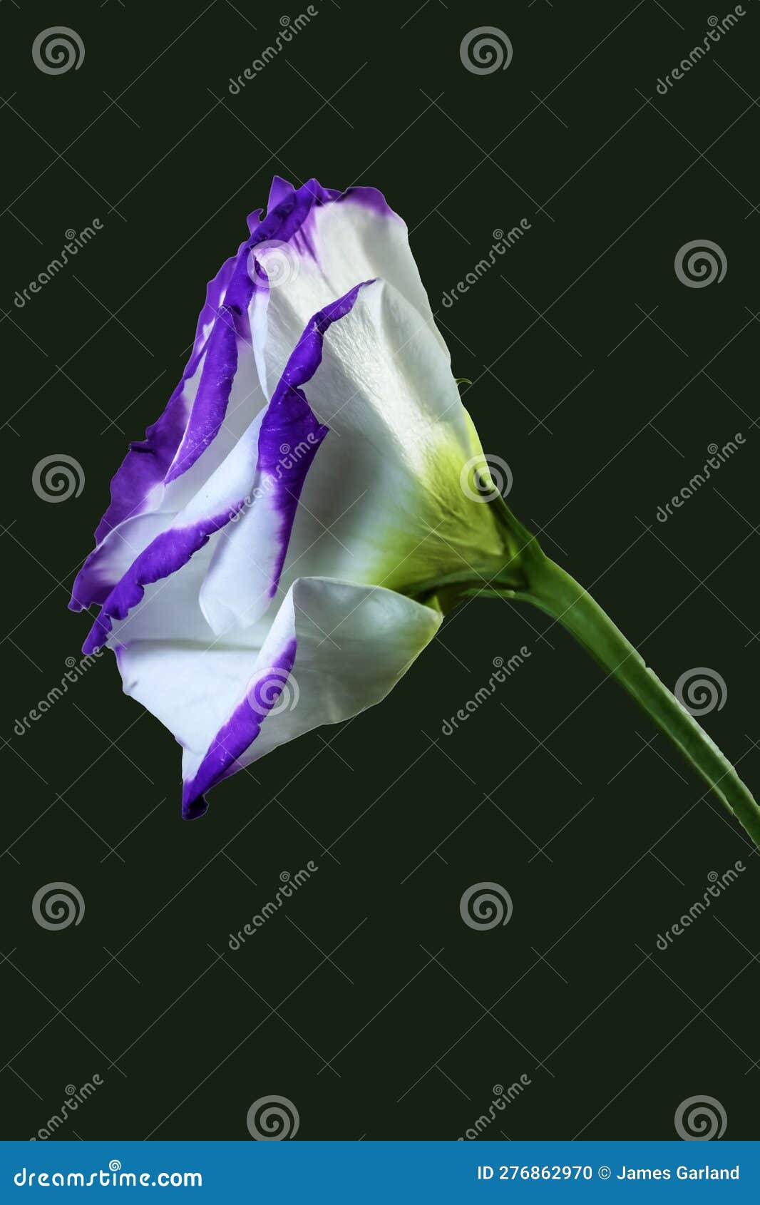 Catchfly Prairie Gentian stock photo. Image of white - 276862970
