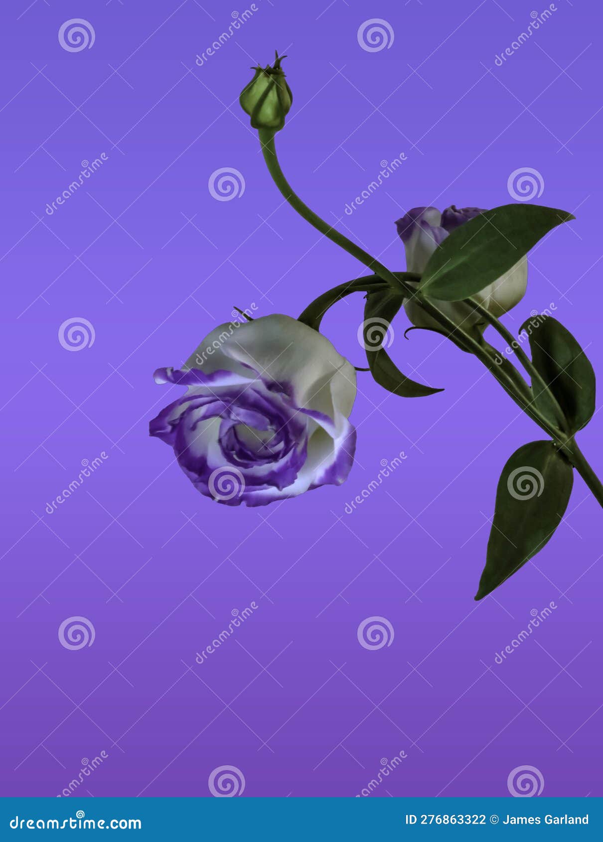 Catchfly Prairie Gentian stock photo. Image of garden - 276863322