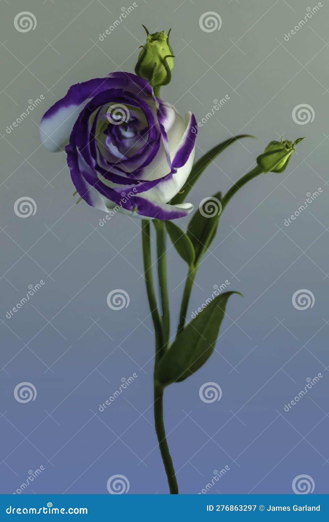 A Catchfly Prairie Gentian stock image. Image of celebration - 276863297