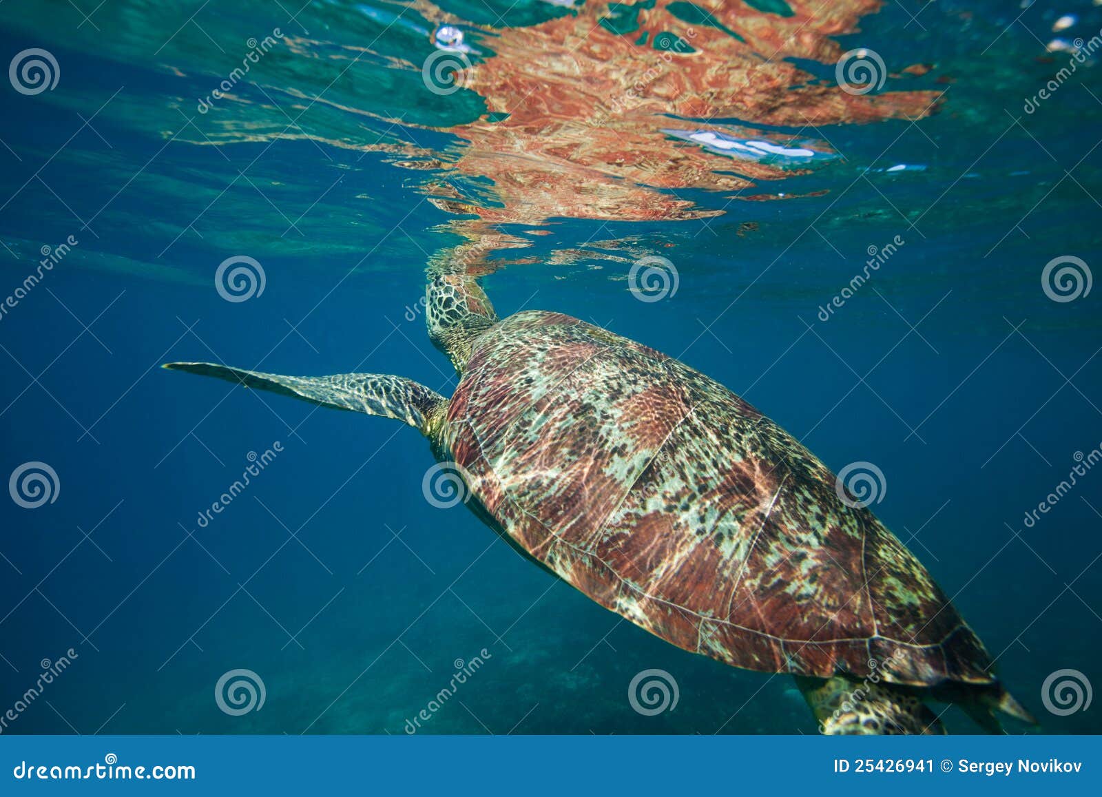 Catching Air on the Sea Surface Stock Image - Image of outdoor, beauty ...