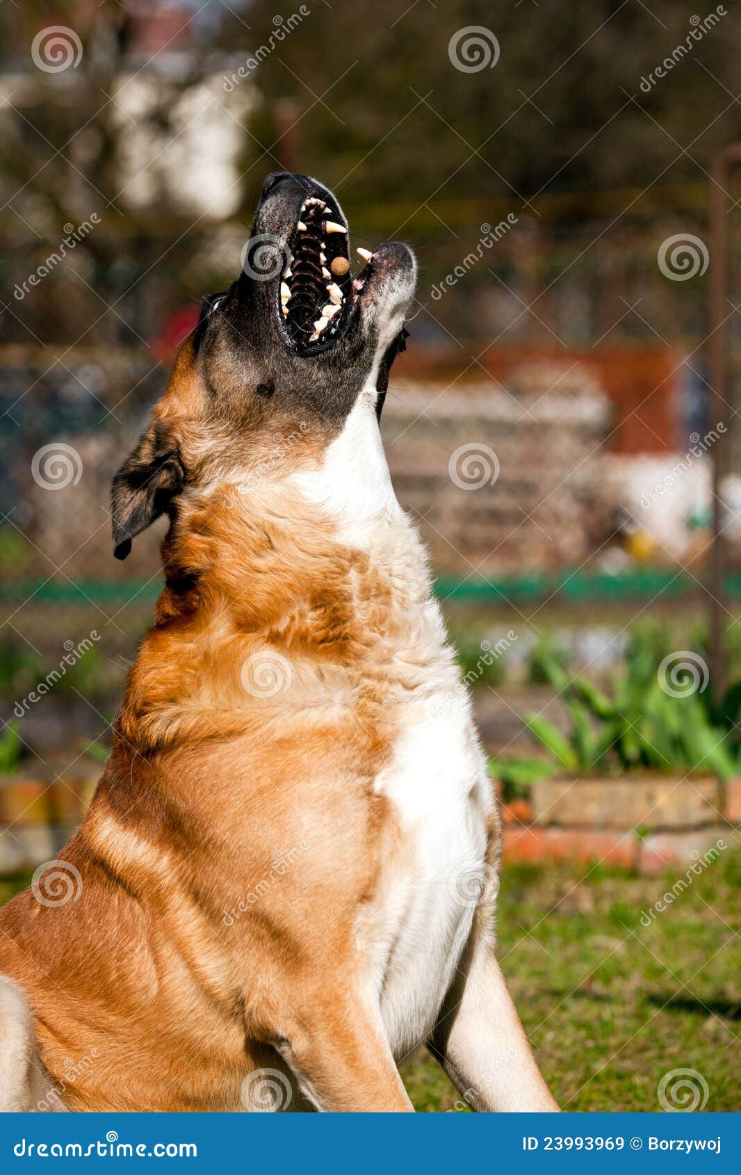 Catching dog stock image. Image of drug, crib, mouth - 23993969
