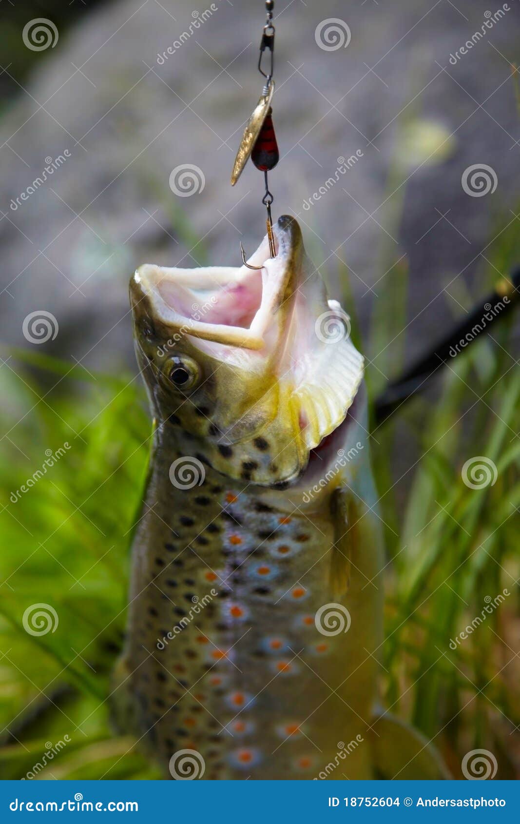 Catching a fish, trout stock photo. Image of outdoor - 18752604