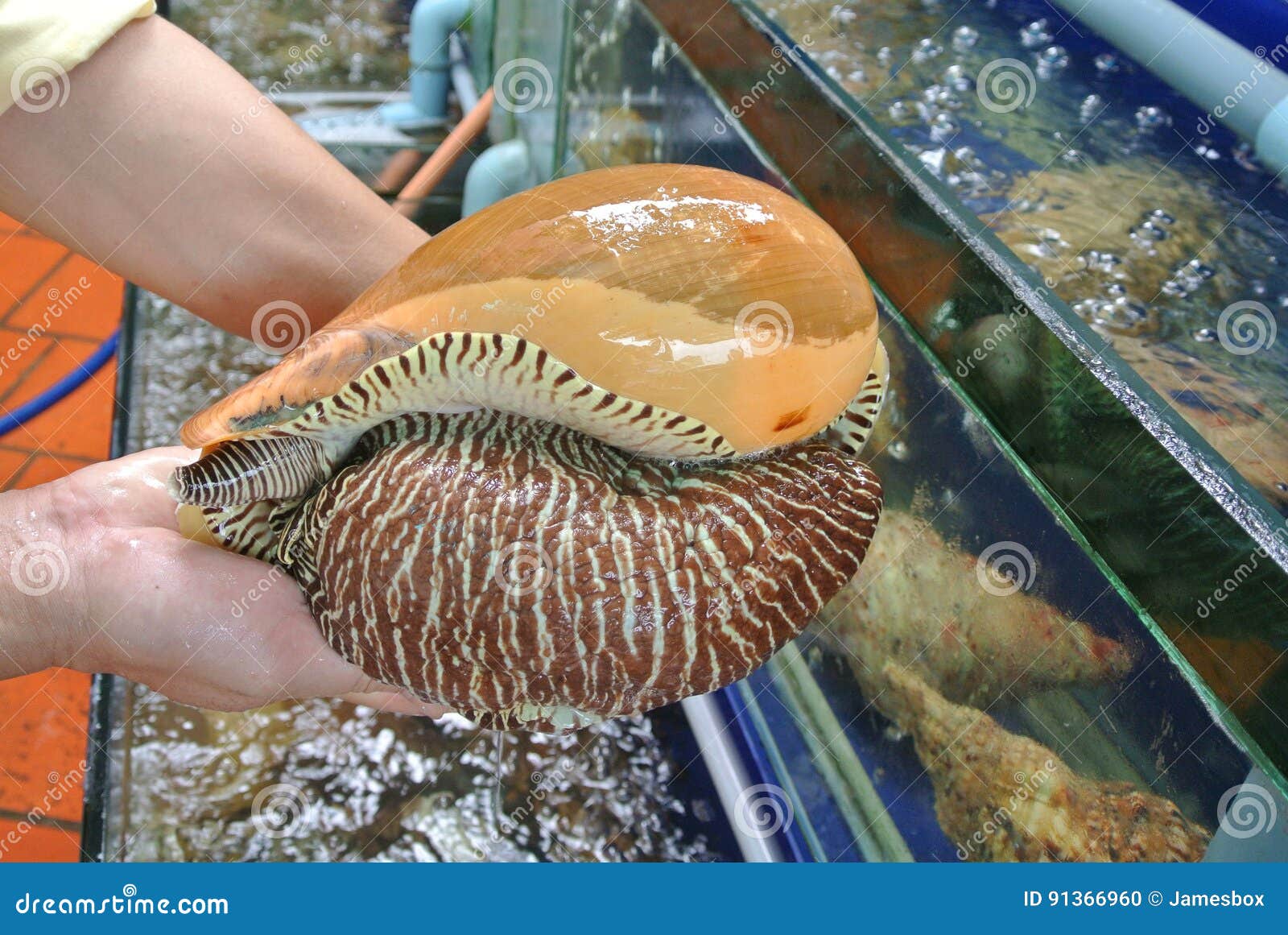Catching Fresh Live Giant Sea Shell in Tank by Hands Stock Photo ...