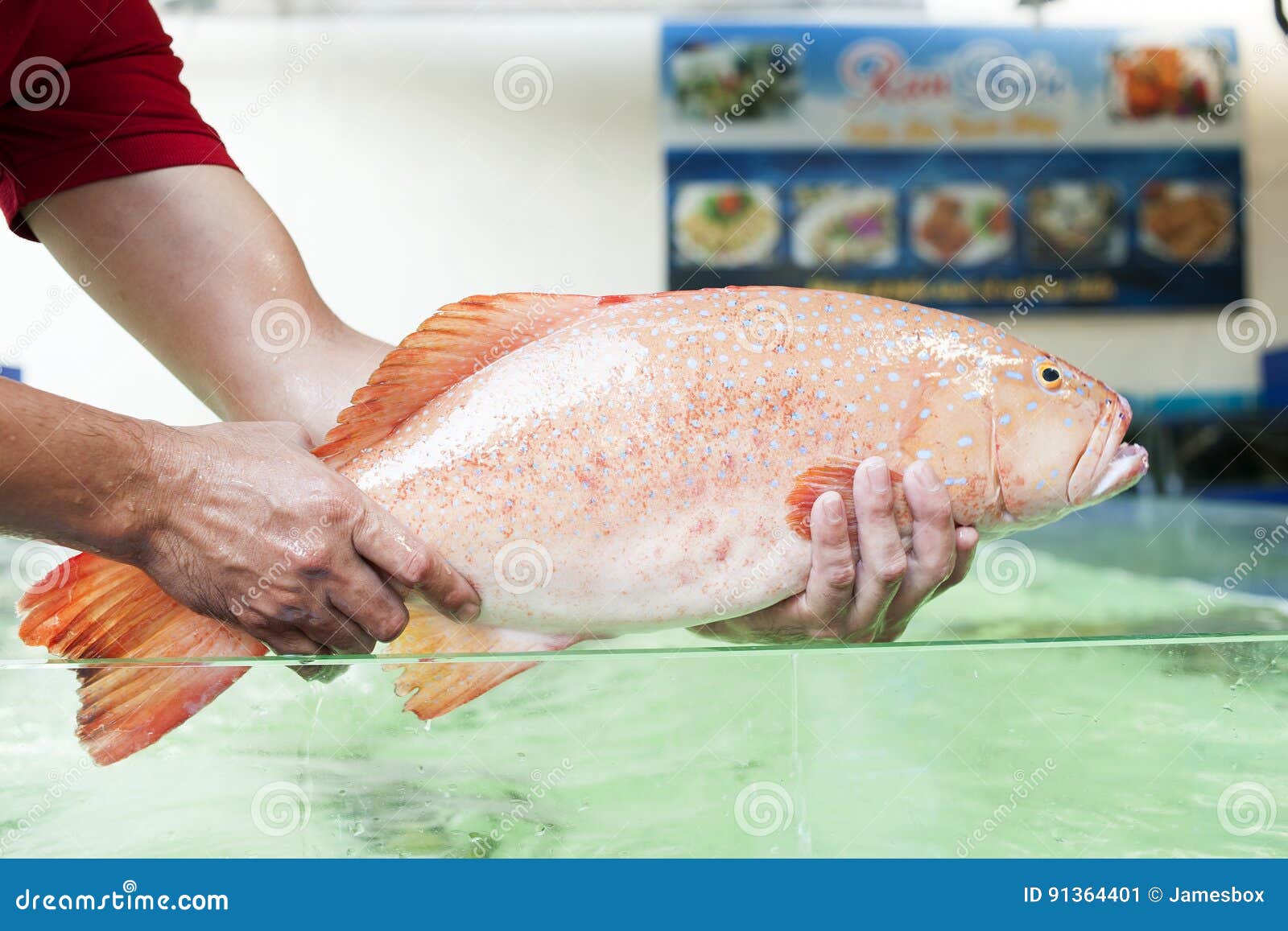 Catching Fresh Live Grouper Fish in Tank by Hands Stock Image - Image ...