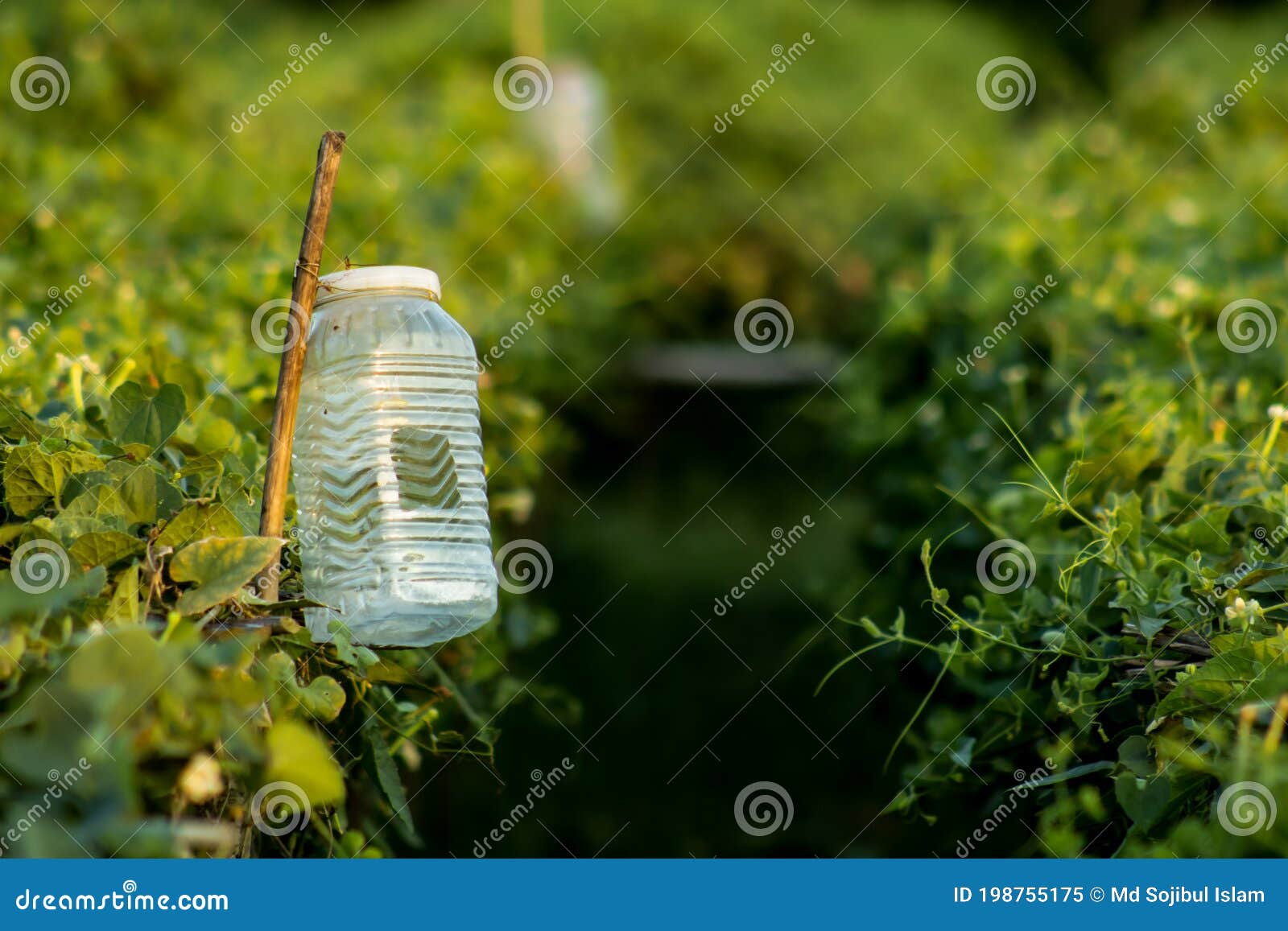 Catching Insects and Pests and Traps Have Been Stock Image - Image of ...