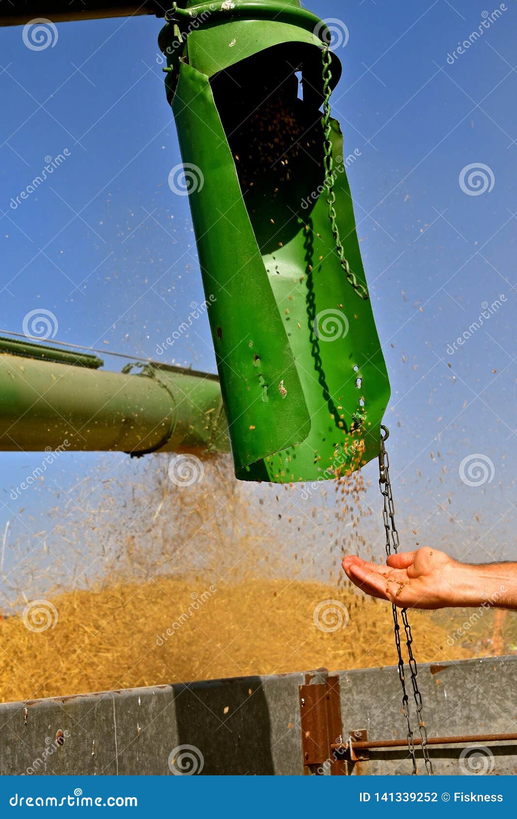 Catching Kernel of Wheat Leaving the Auger Stock Photo - Image of ...