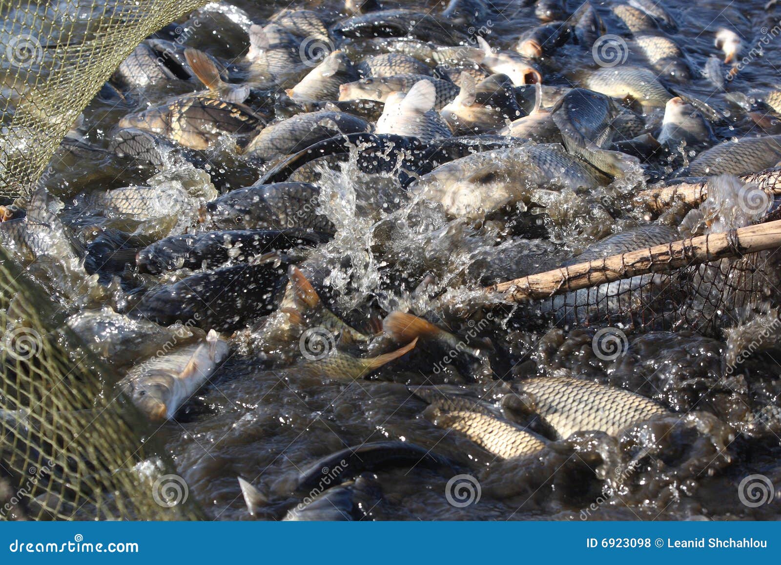 Catching live fish stock photo. Image of water, culture - 6923098