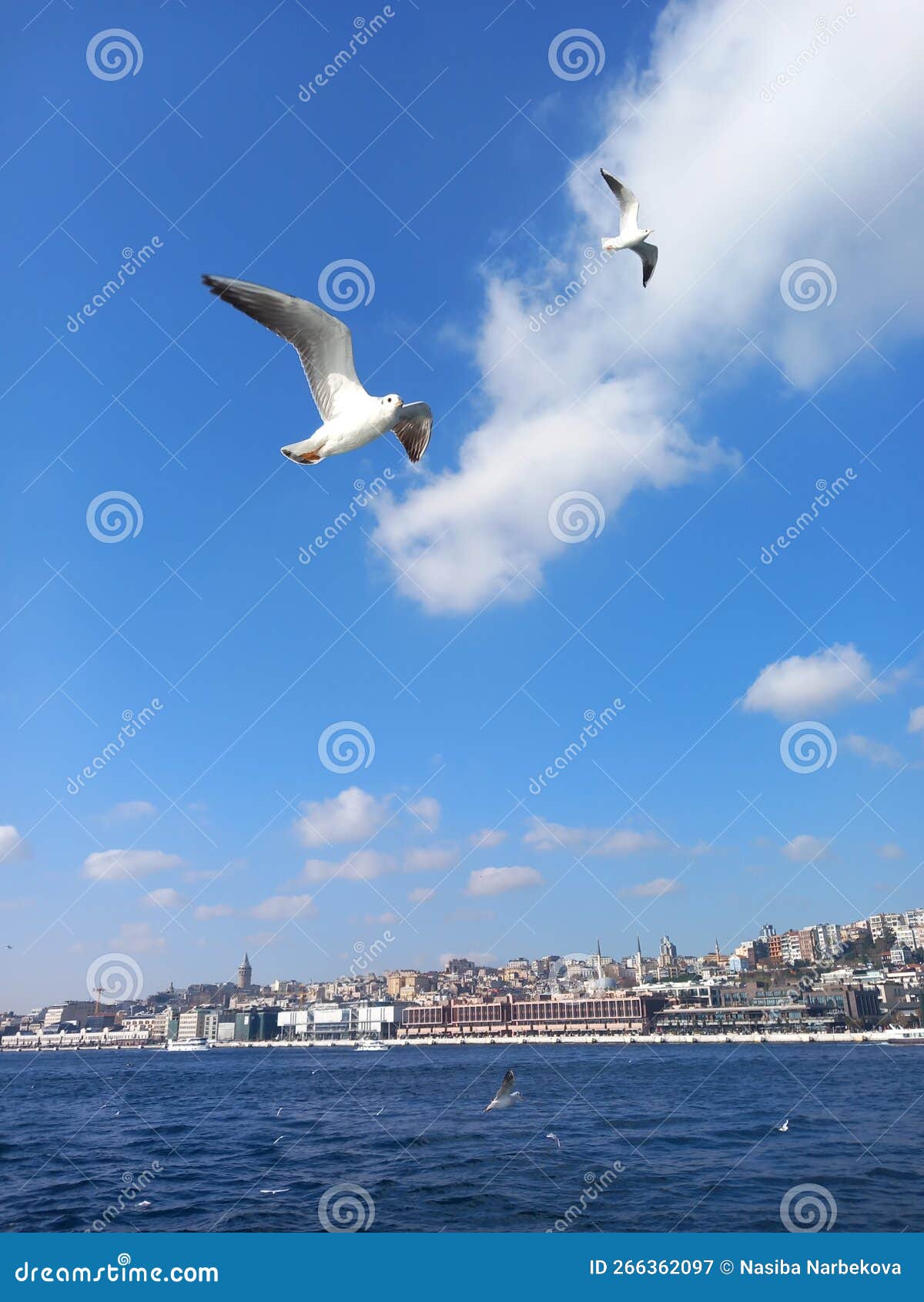 Catching the Moment. Bird Flying Stock Image - Image of seabird, flight ...