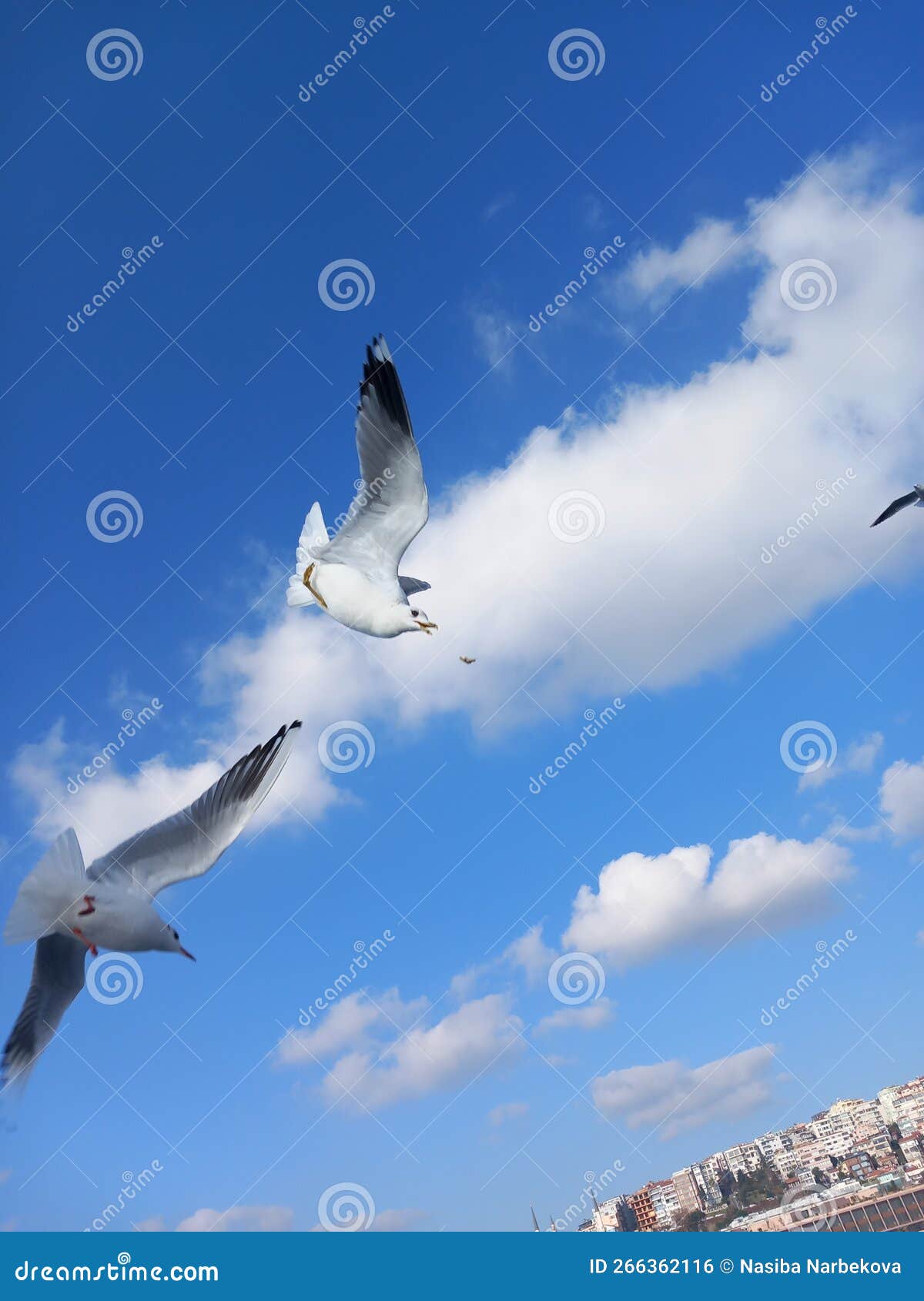 Catching the Moment. Bird Flying Stock Photo - Image of beak, wing ...