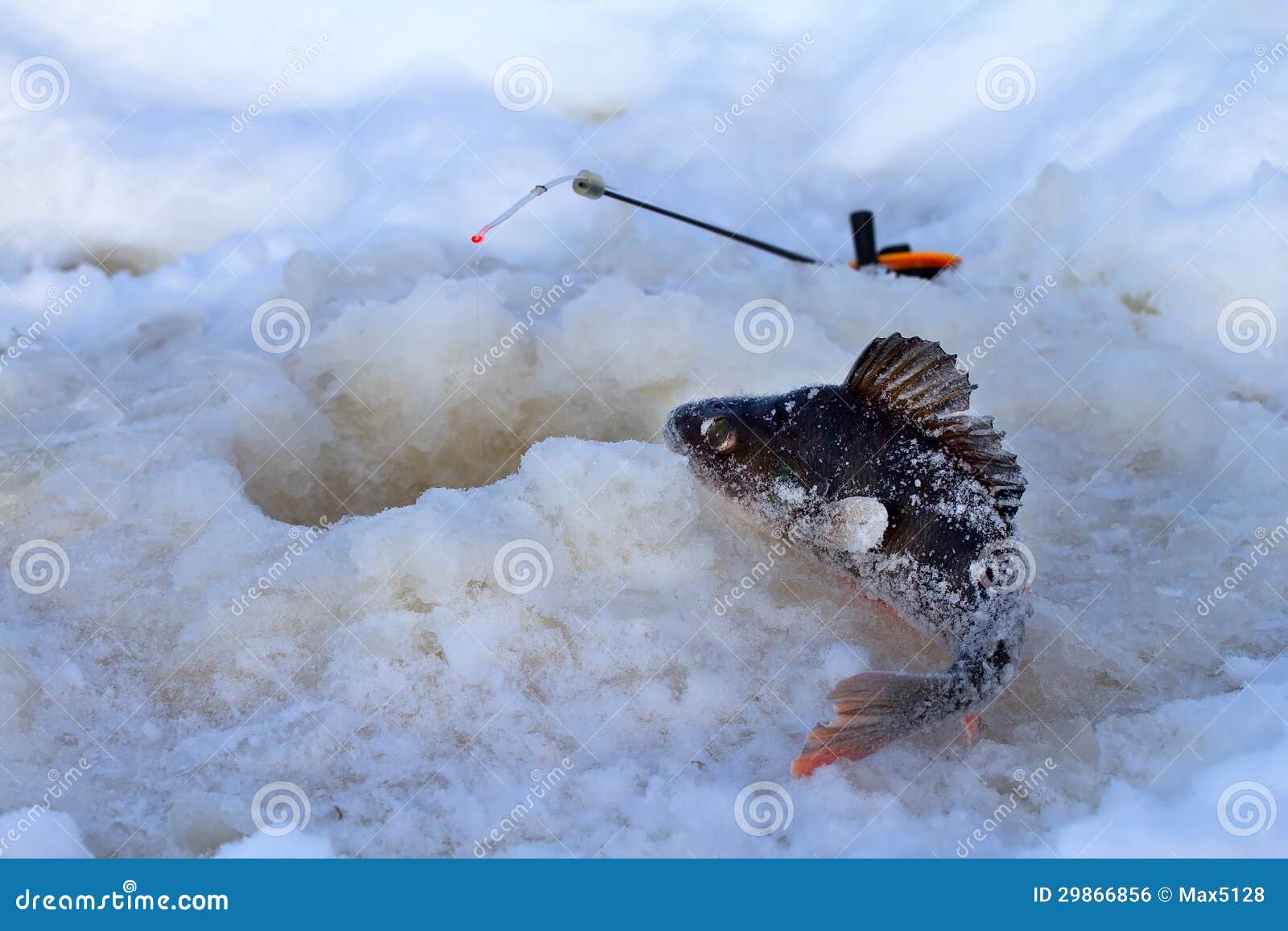 Winter Perch Fishing Leisure Stock Photo - Image of angling, hand: 29866856