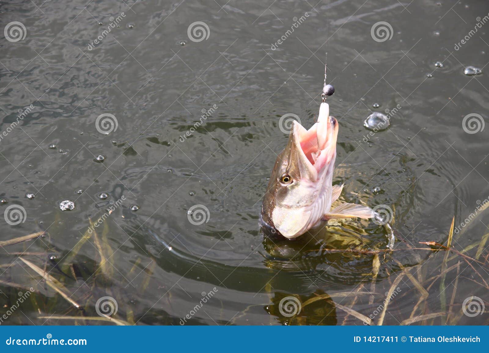 Catching Pike Fish with Tackle Stock Image - Image of background ...