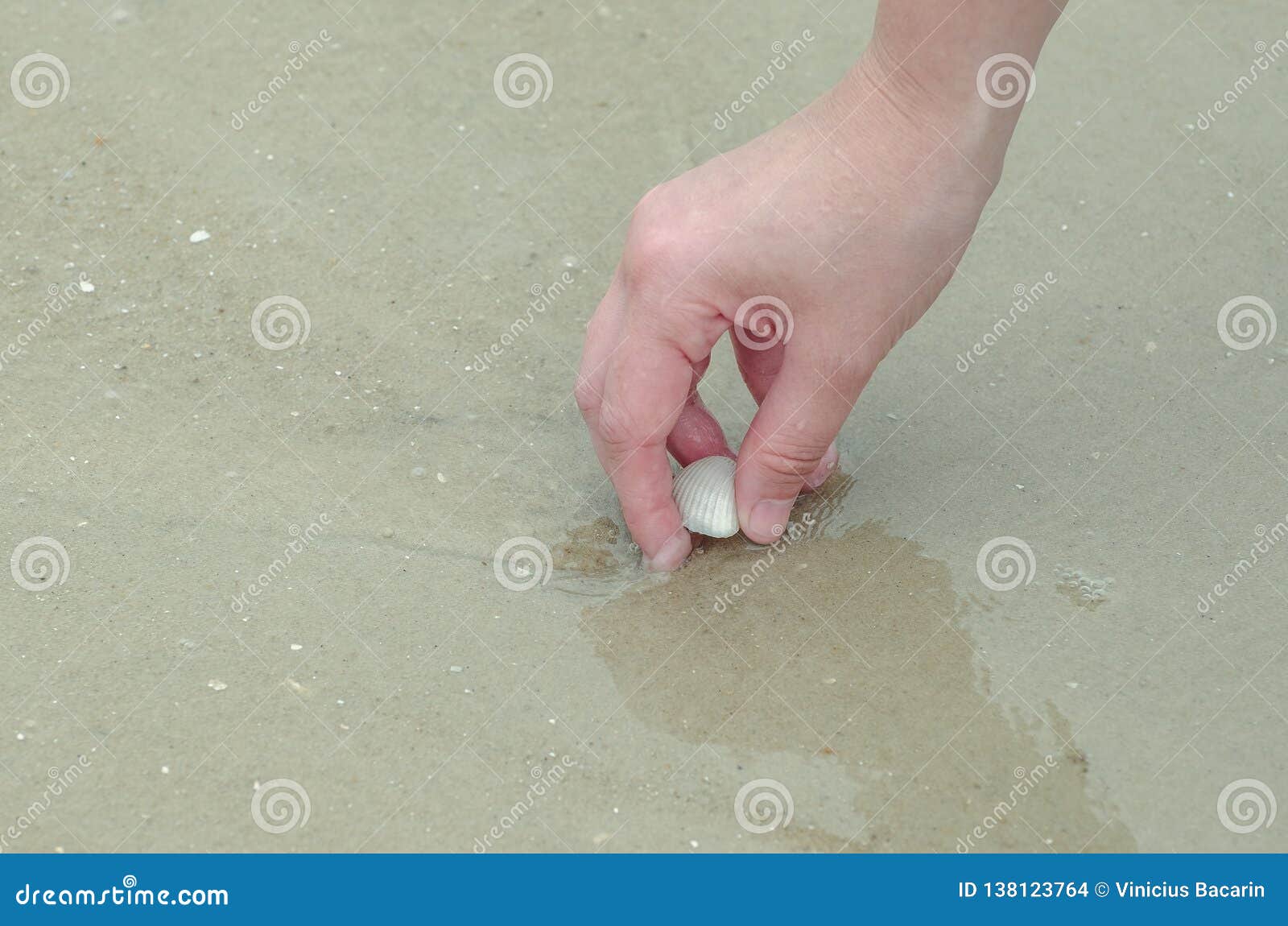 Catching Shells on the Beach Stock Photo - Image of hand, shell: 138123764