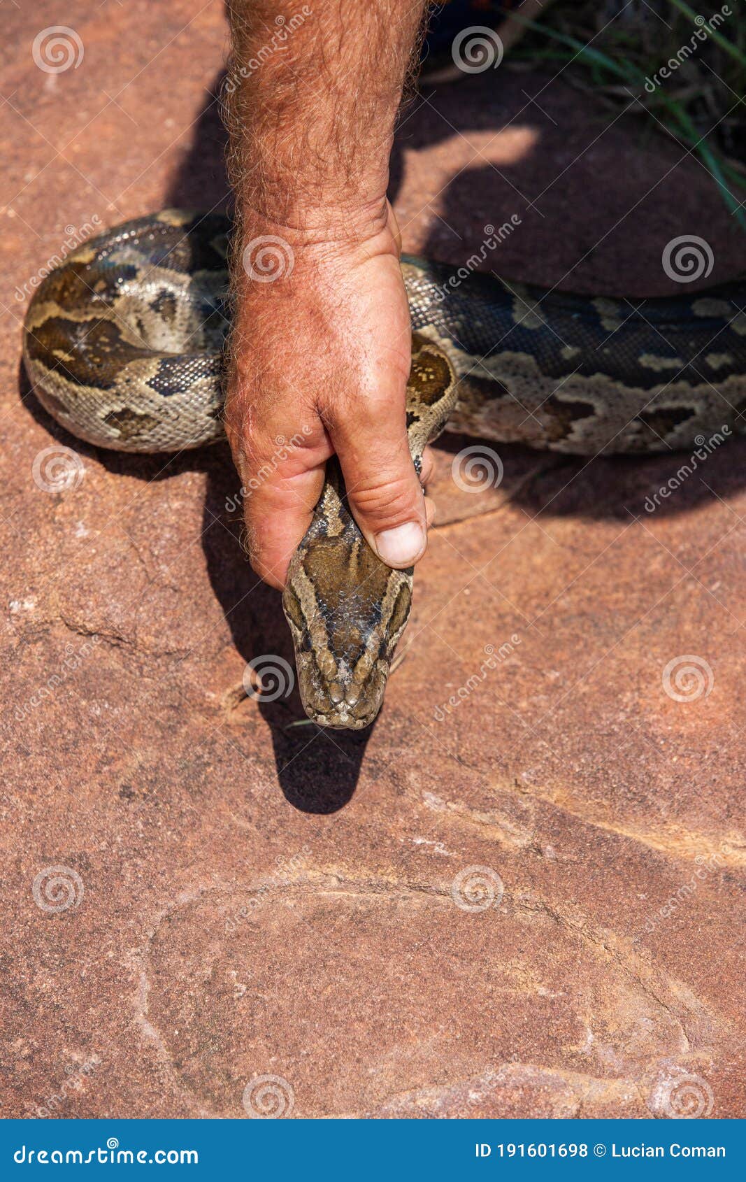 Catching the snake stock photo. Image of outdoor, caucasian - 191601698