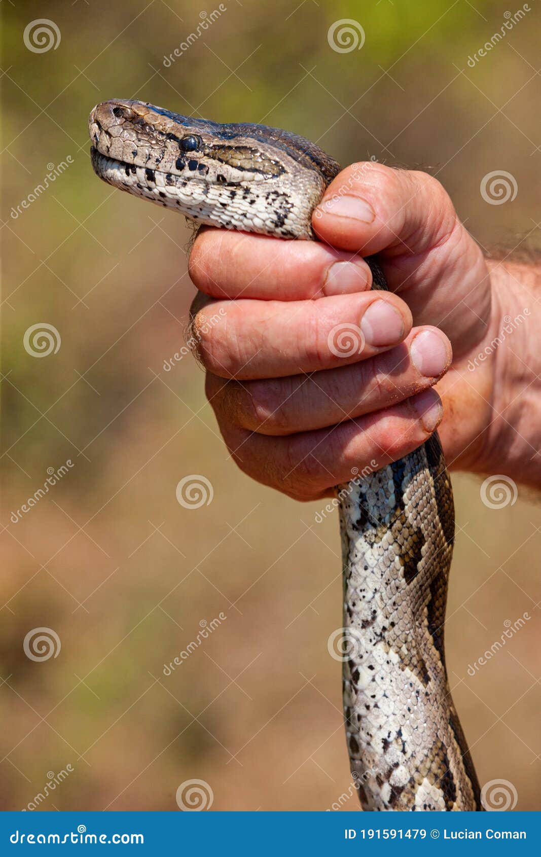 Catching the snake stock image. Image of horizontal - 191591479
