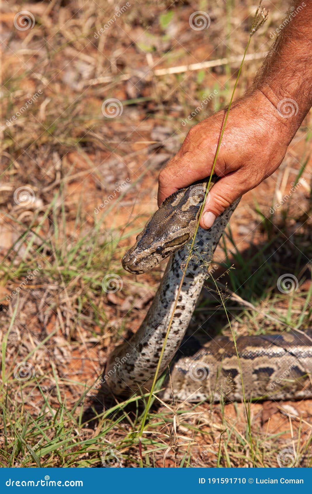 Snake Wrangler, Man Struggles With A Ladder Snake Royalty-Free Stock ...