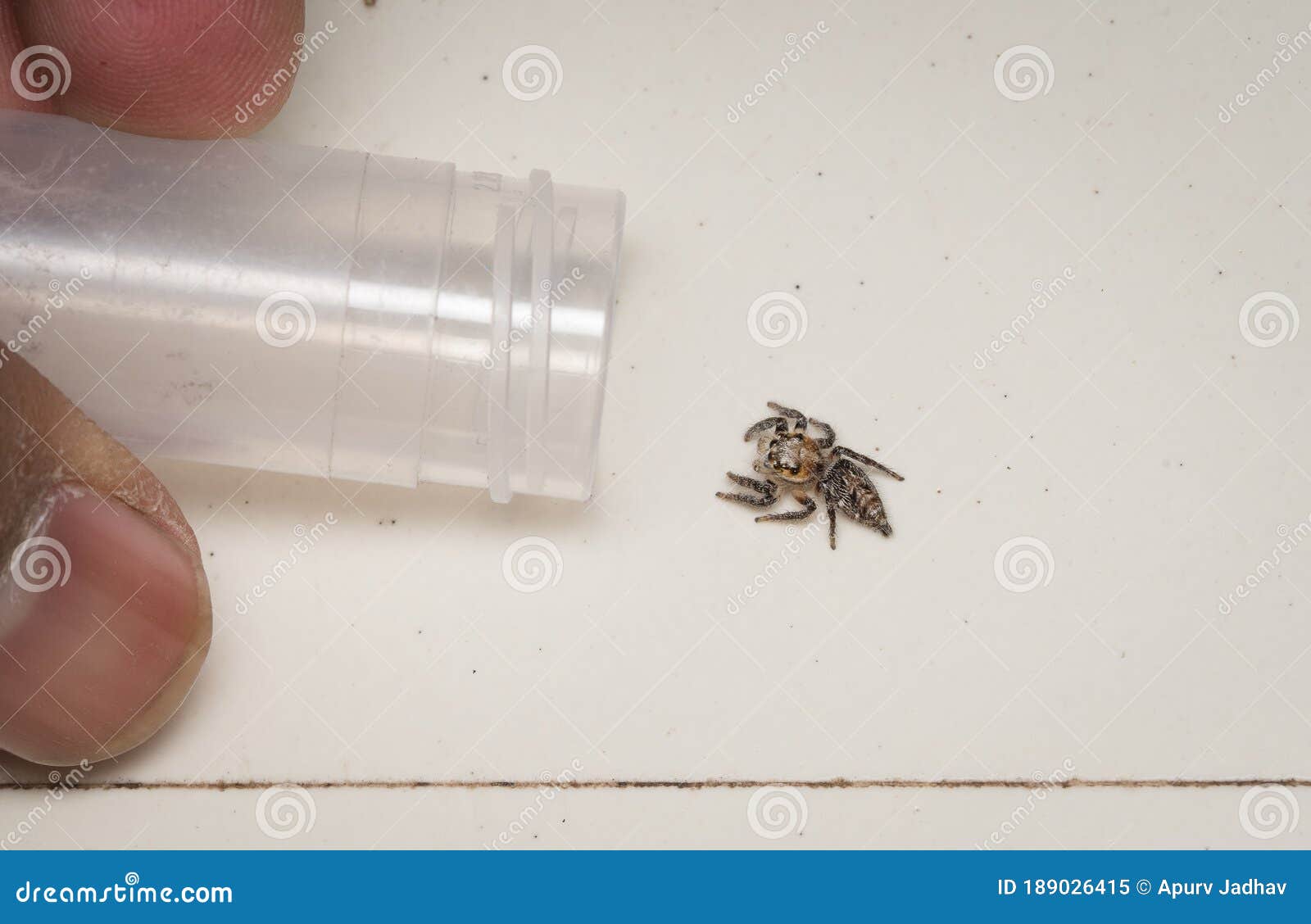 Collecting Spider With Pins. Collection Of Insects. Rare Collection Of ...