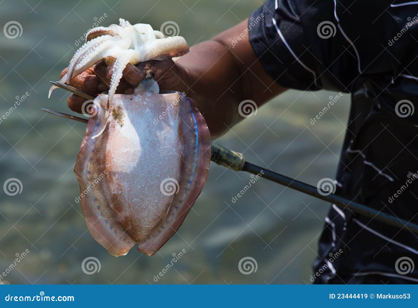 Catching squid stock image. Image of dead, marine, seafood - 23444419