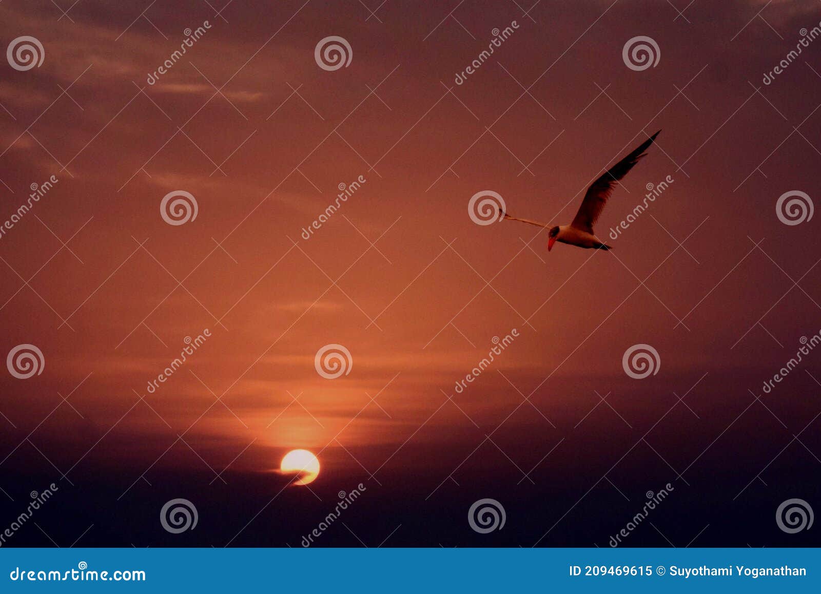 Catching the sun stock image. Image of sunset, nature - 209469615