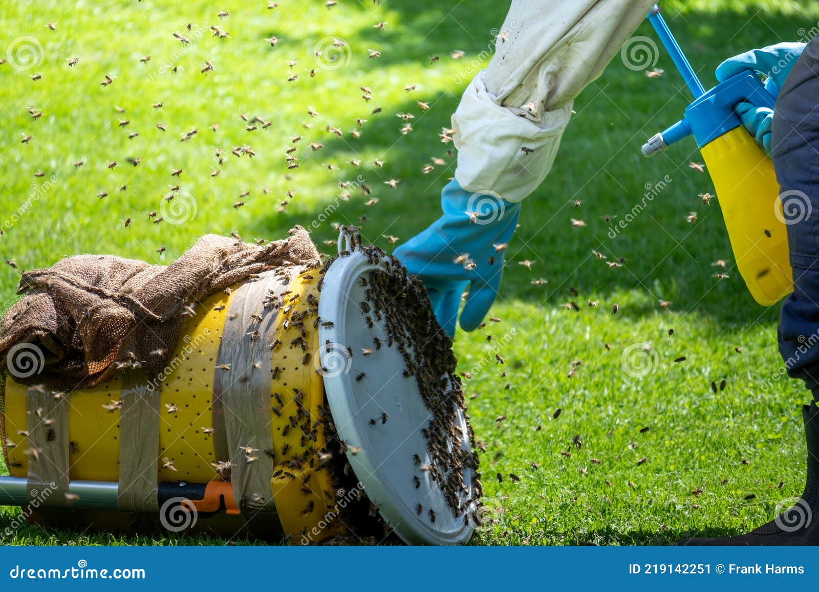Catching a Swarm of Bees with a Bucket. Stock Image - Image of swarm ...