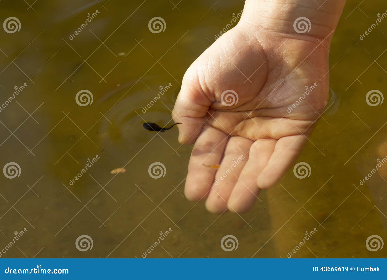 Catching tadpole stock image. Image of play, water, catching - 43669619