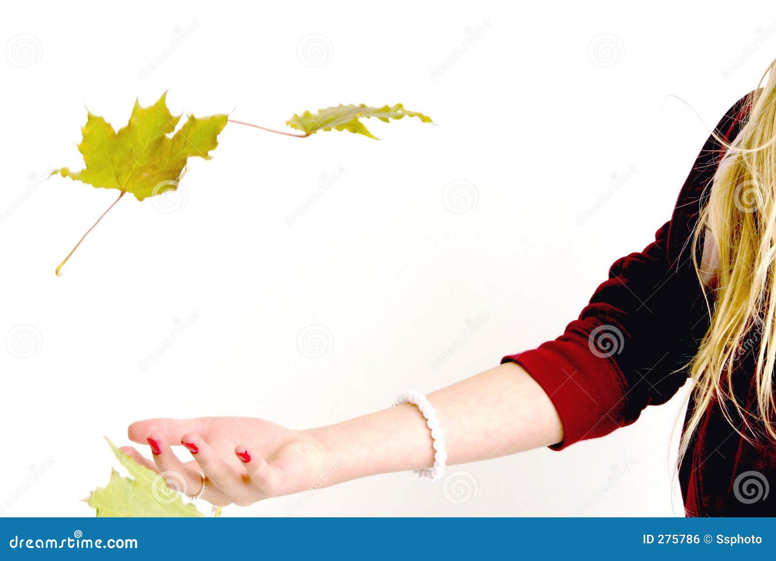 Catching on to fall stock photo. Image of foliage, fall - 275786