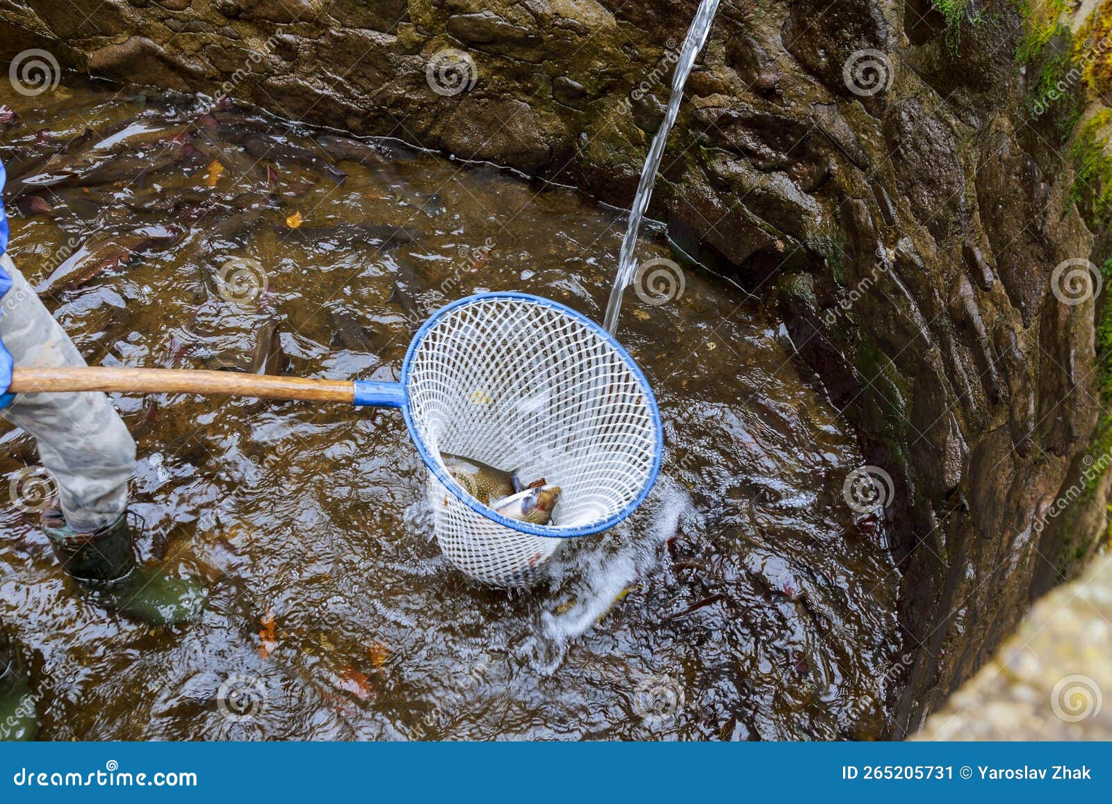 Catching Trout in a Net from a Fish Pool. Stream or River Trout Stock ...