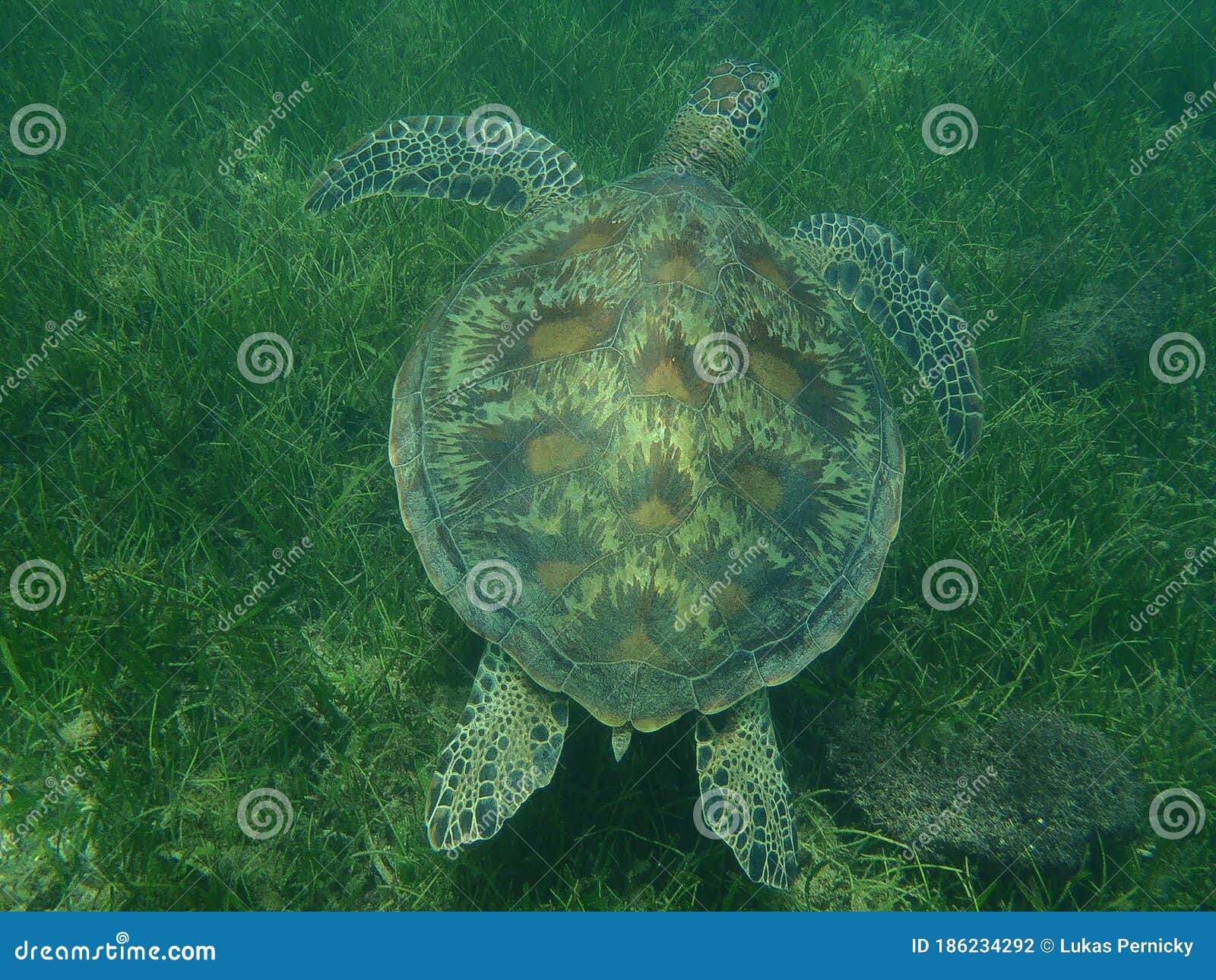Catching Wild Turtle Great Barrier Reef In Australia During Diving ...