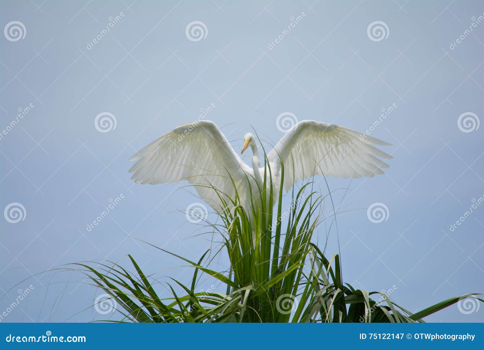 Catching Wind stock image. Image of wind, egretta, young - 75122147
