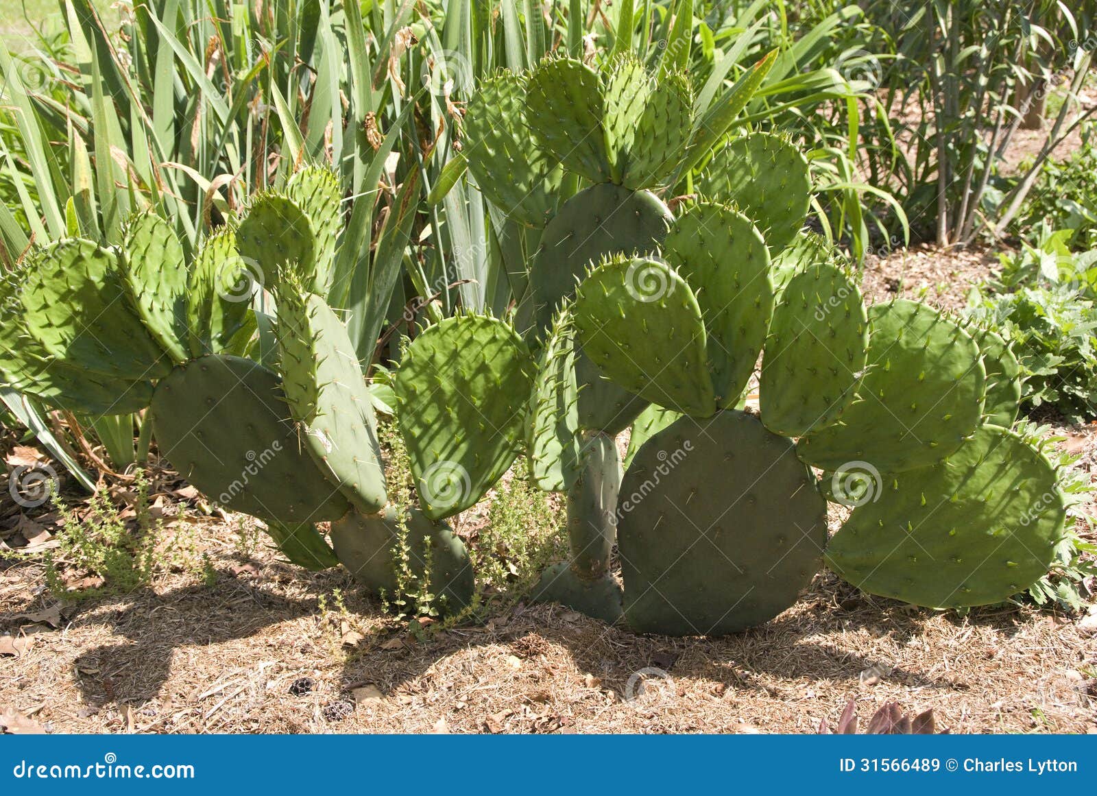 Catcus obraz stock. Obraz złożonej z ogrodnictwo, wiosna - 31566489