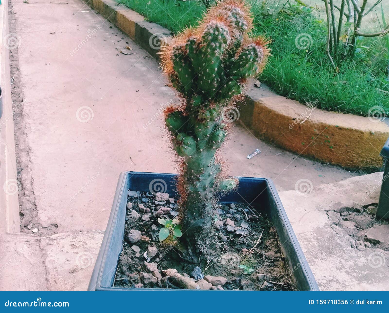 Catcus stock photo. Image of catcus, color, nature, beatiful - 159718356